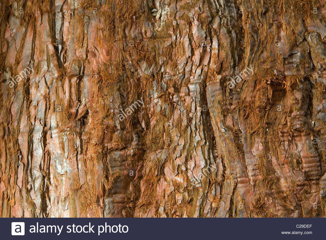 Tree Bark Stock Photos & Tree Bark Stock Images - Alamy