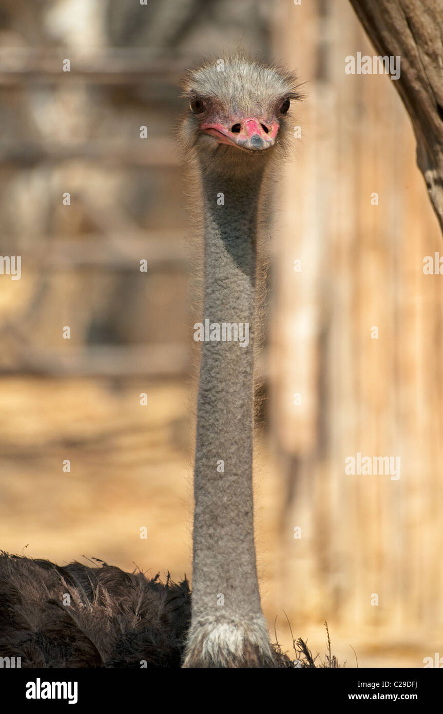 Ostrich (struthio camelus Stock Photo - Alamy
