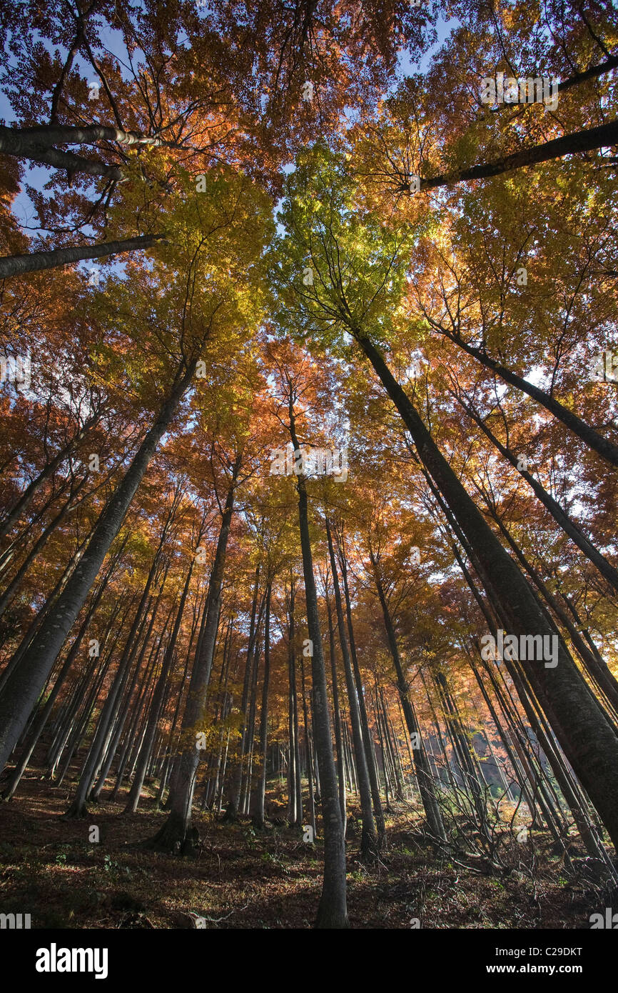 Beech tree canopy hi-res stock photography and images - Alamy