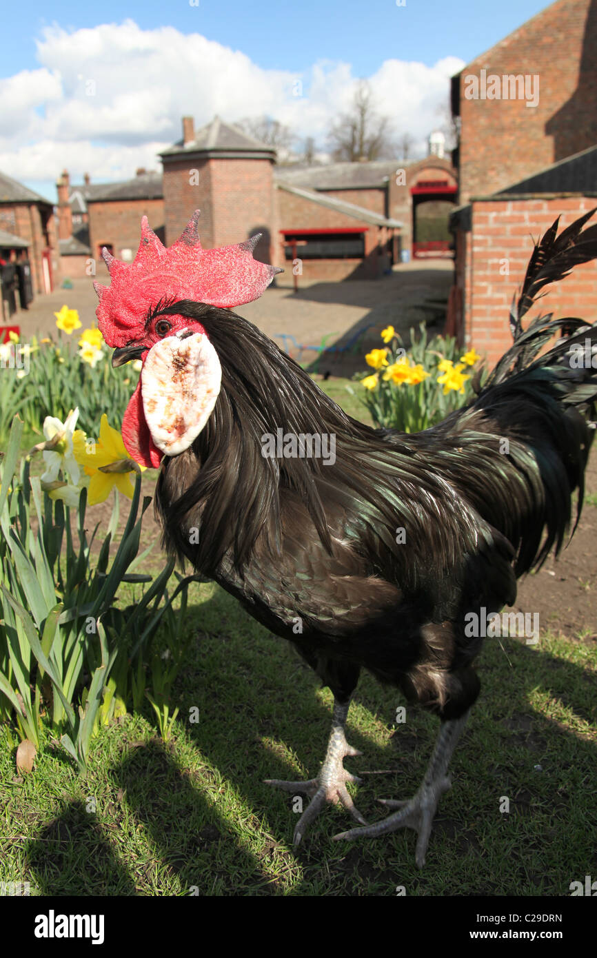 Popular park chickens hi-res stock photography and images - Alamy