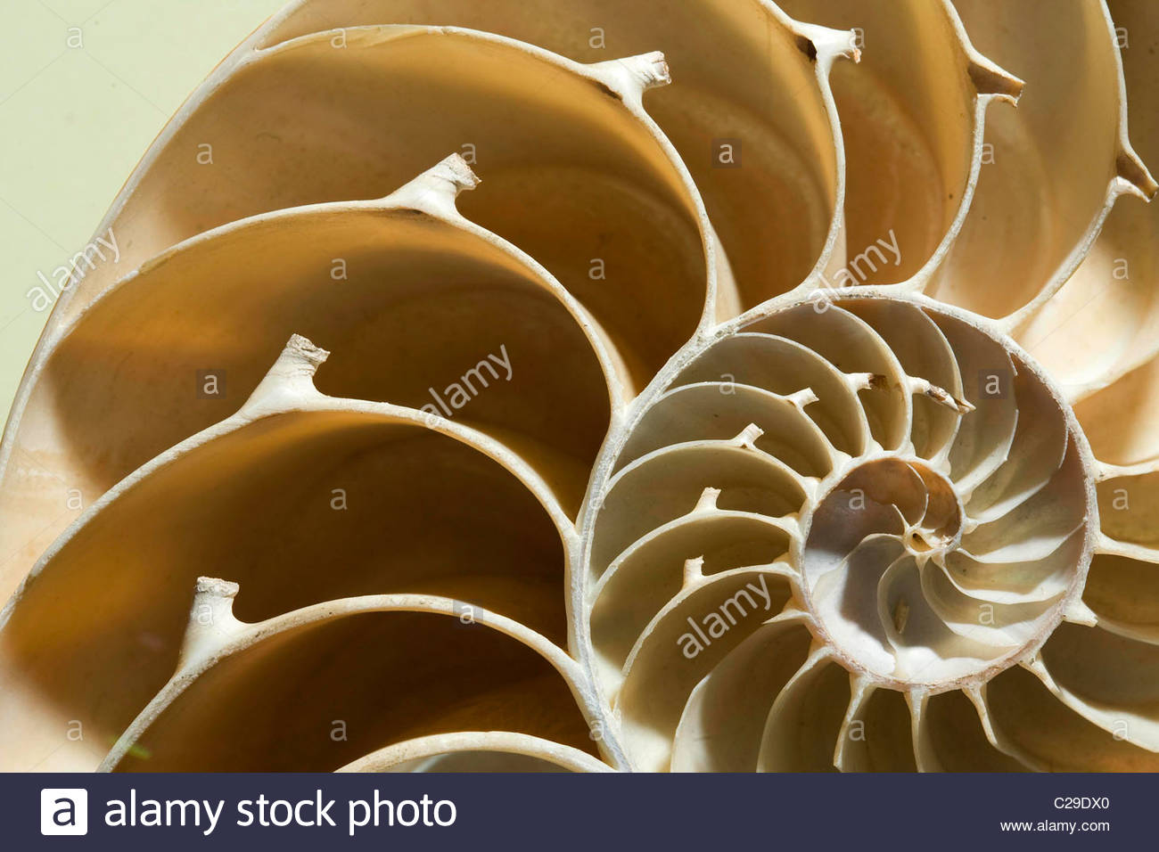 Chambered Nautilus Shells Stock Photos & Chambered Nautilus Shells ...