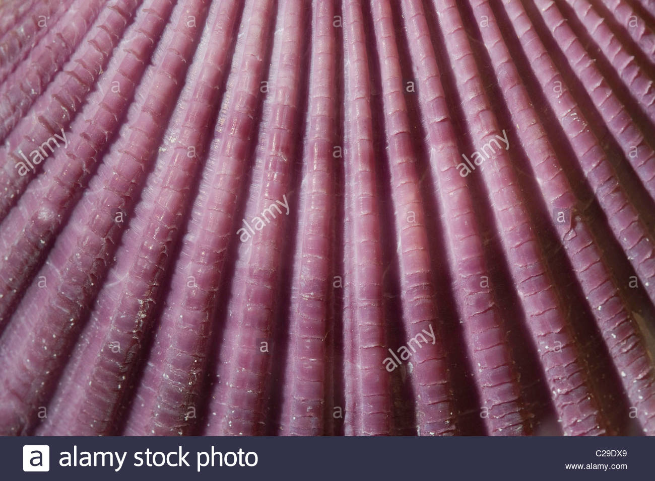 Chlamys Stock Photos & Chlamys Stock Images - Alamy