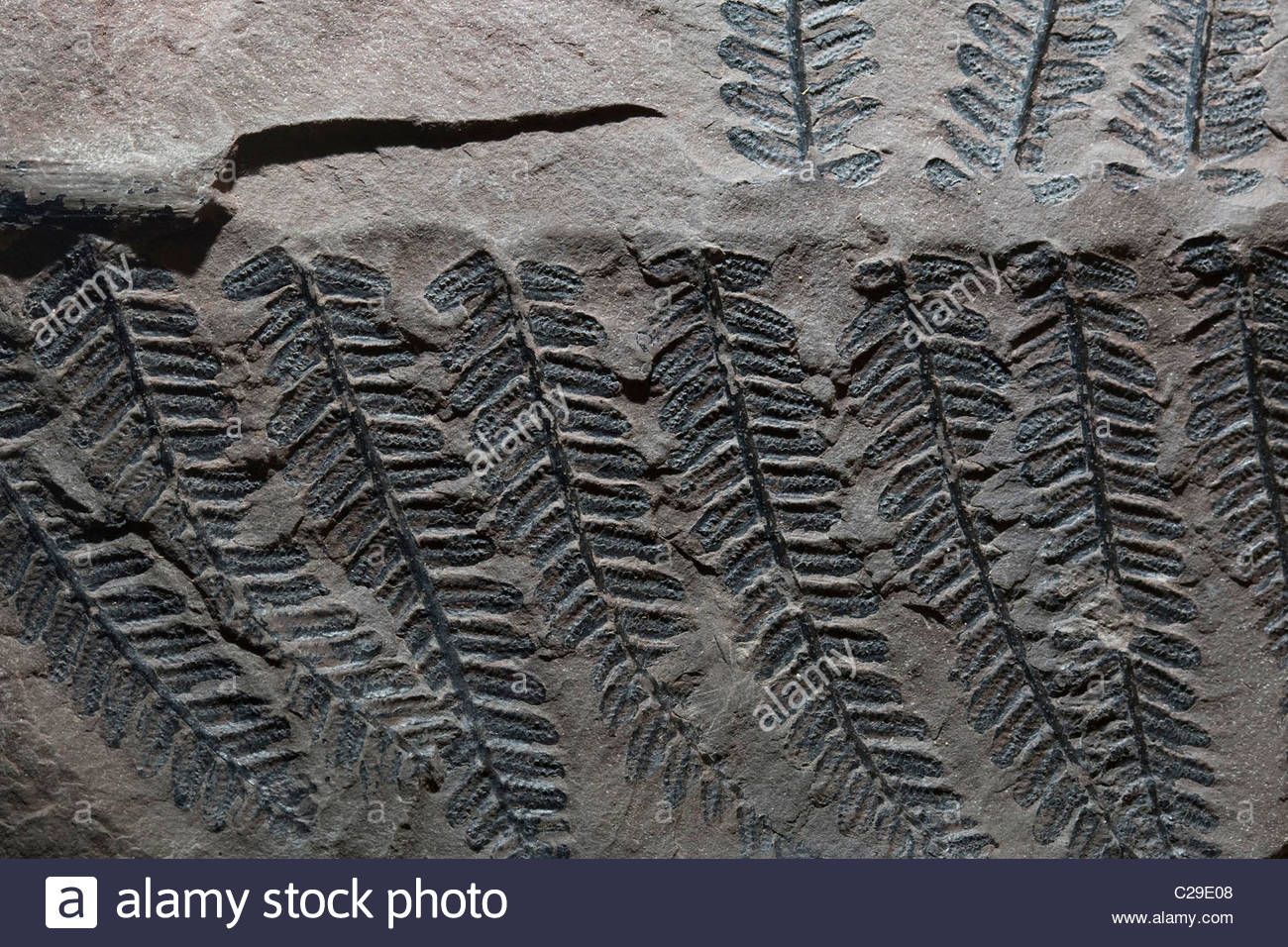 Seed Fern High Resolution Stock Photography and Images - Alamy