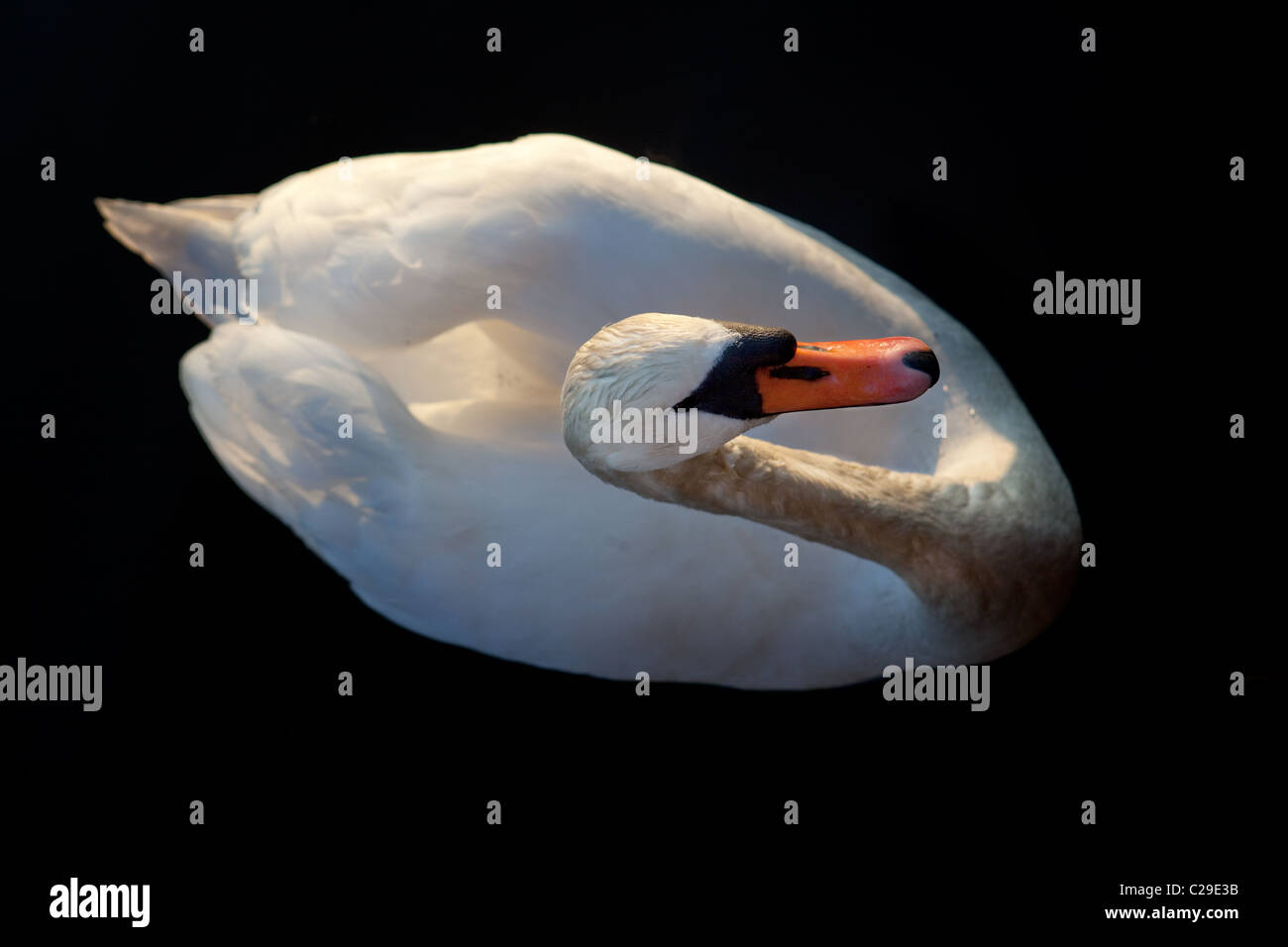 A while swan against a black background Stock Photo - Alamy