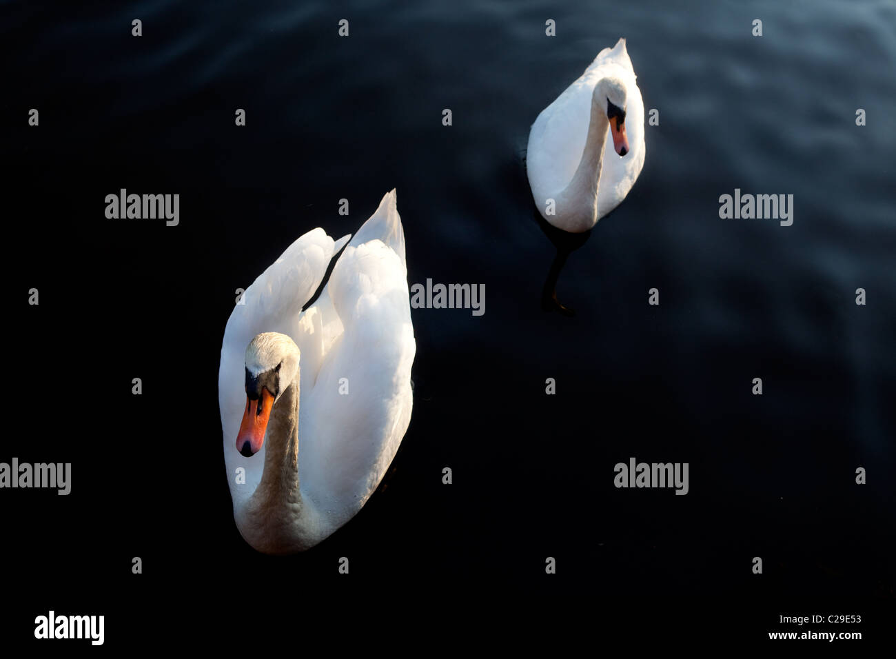 A while swan against a black background Stock Photo - Alamy
