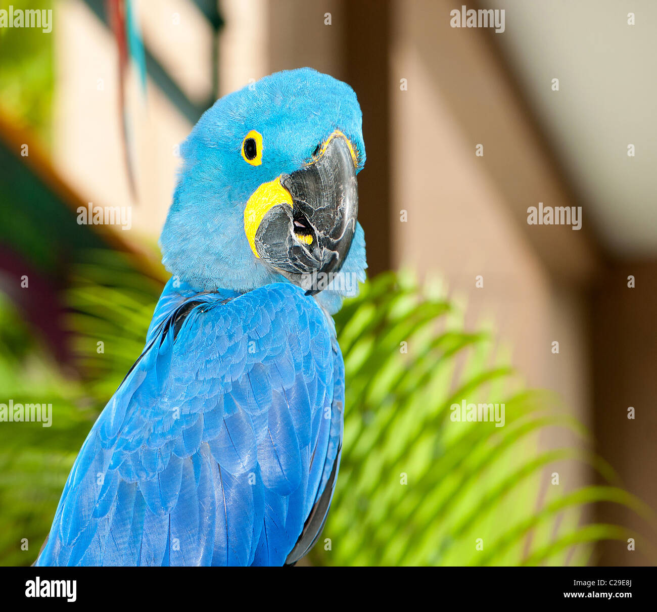 Colourful parrot bird sitting on the perch Stock Photo - Alamy