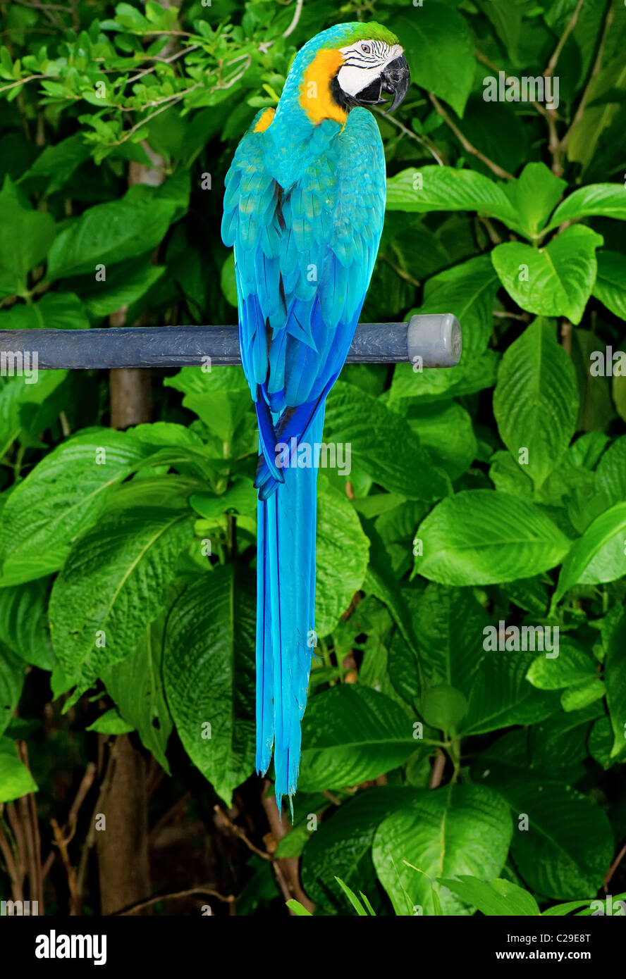 Colourful parrot bird sitting on the perch Stock Photo - Alamy