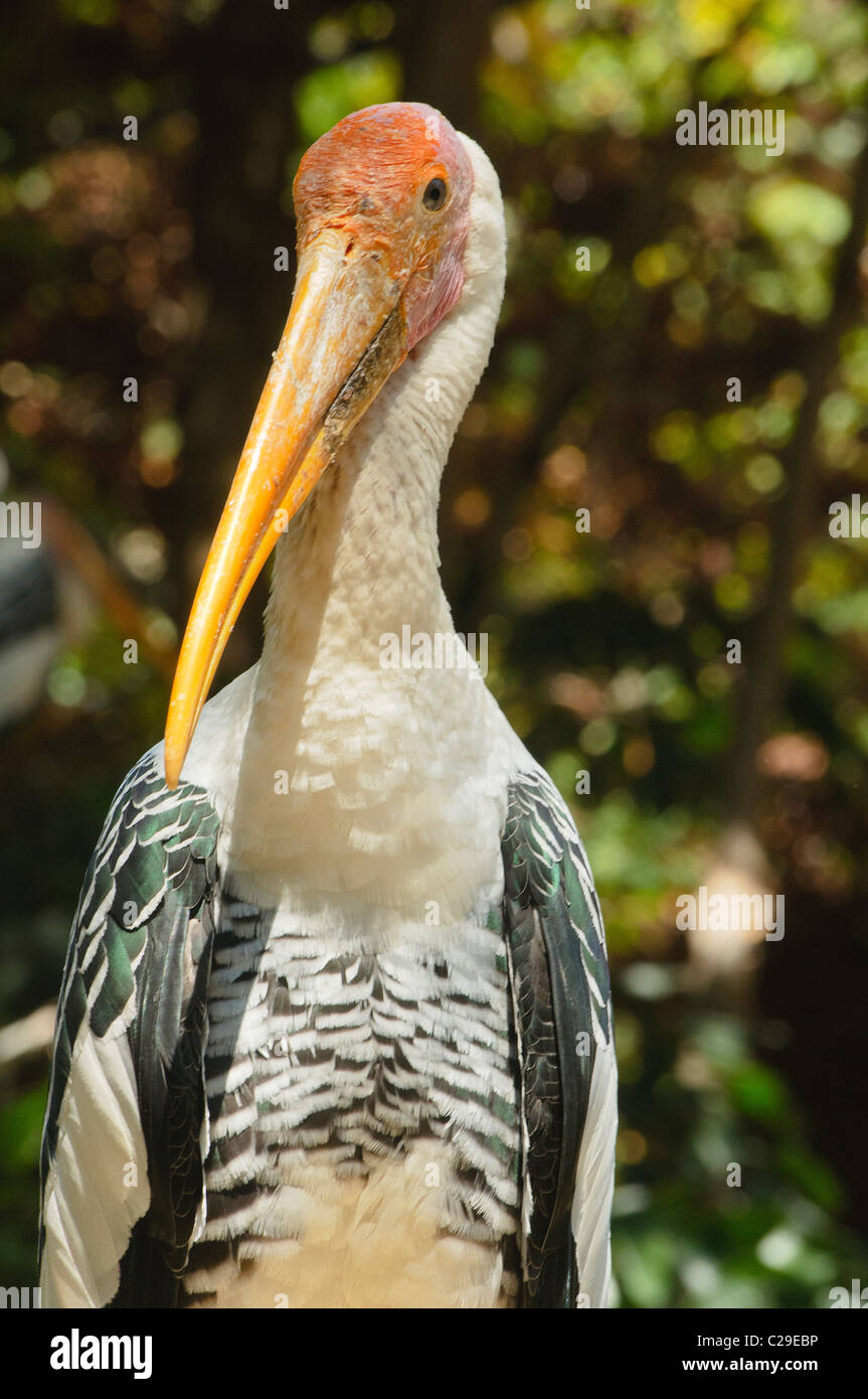 painted stork (mycteria leucocephala Stock Photo - Alamy