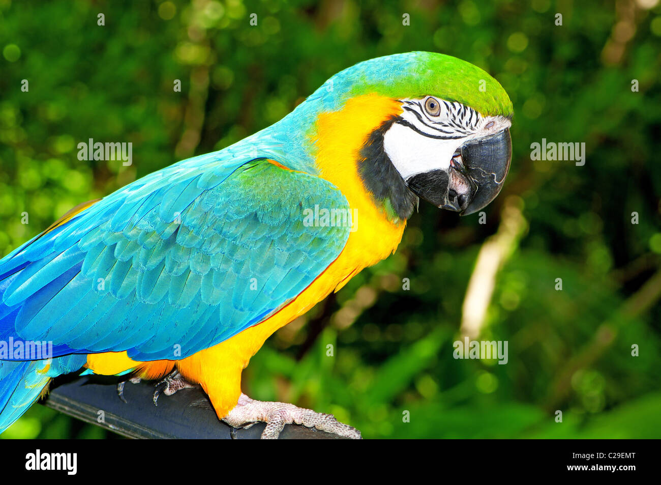 Colourful parrot bird sitting on the perch Stock Photo - Alamy