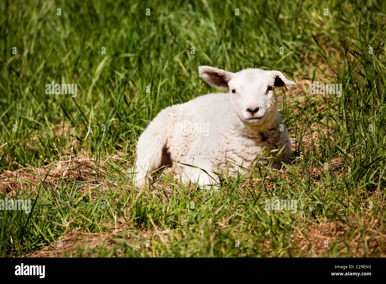A sheep resting in a grass pasture Stock Photo - Alamy