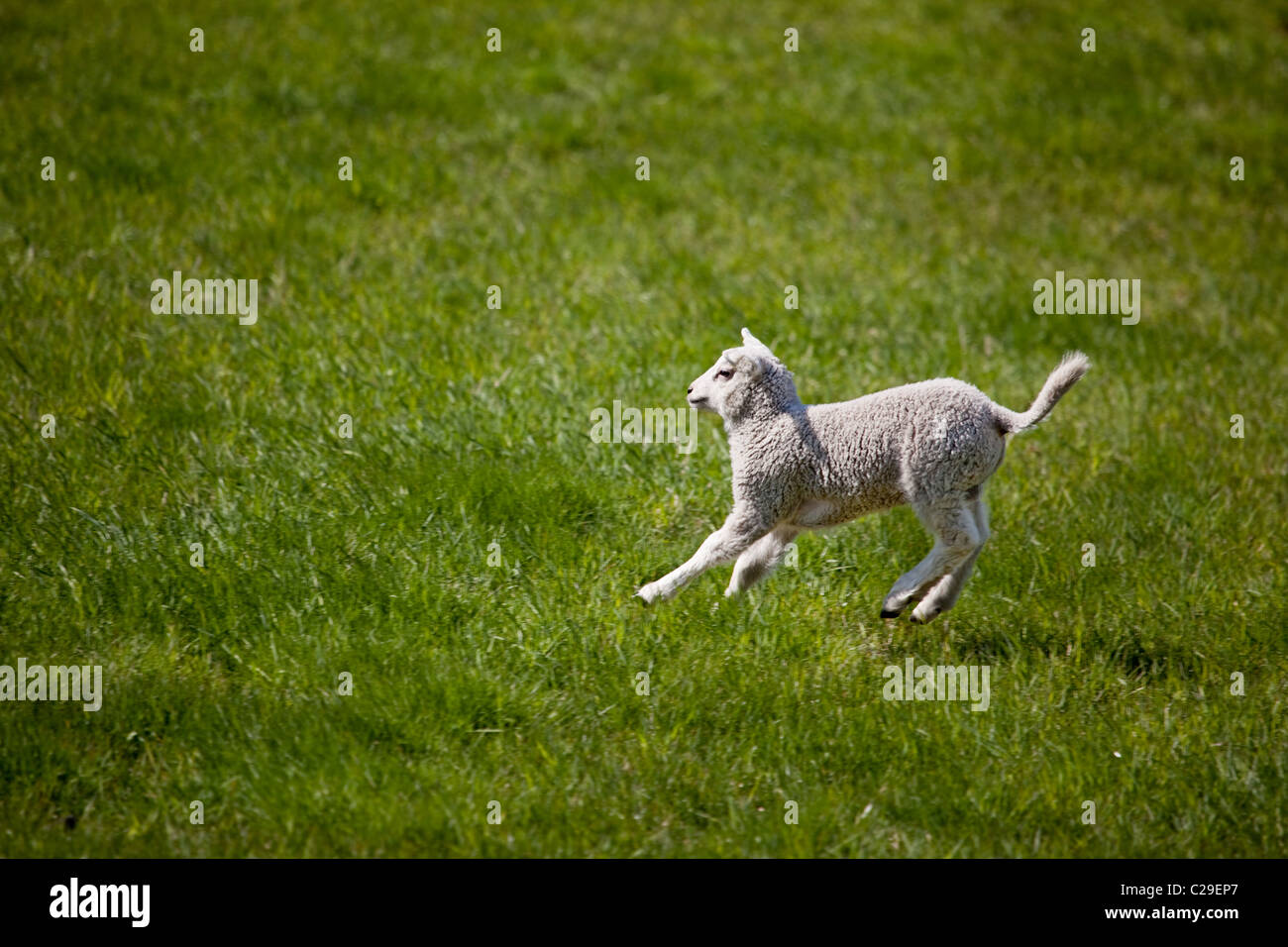 A young lamb running and jumping in a green field Stock Photo - Alamy