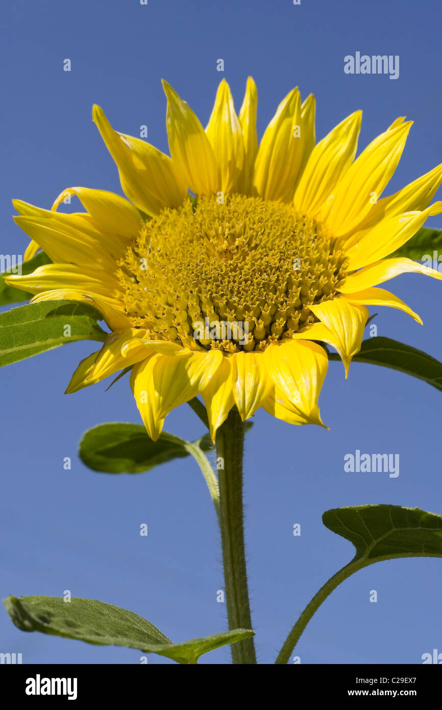Sunflower bloom stem Stock Photo - Alamy