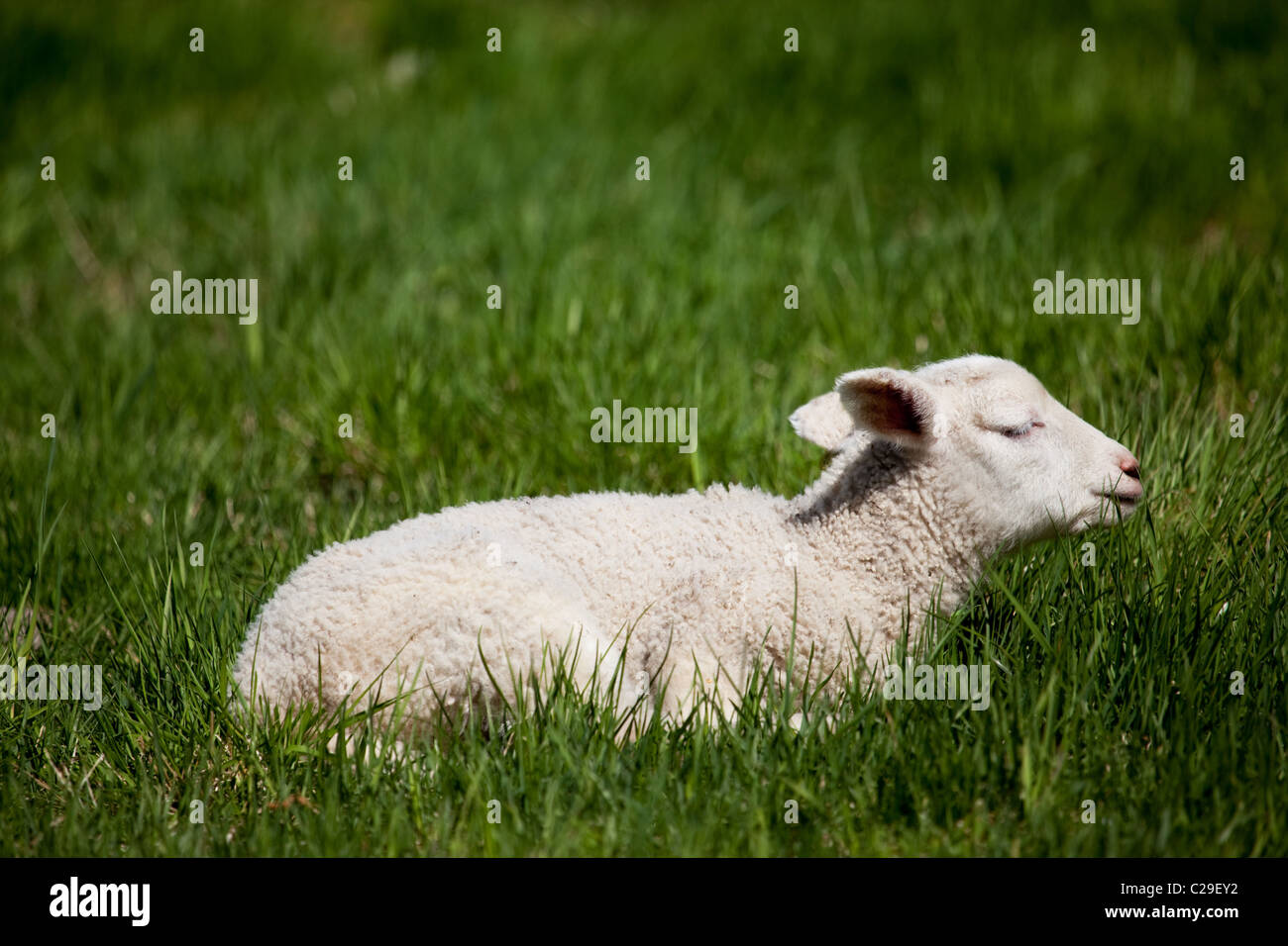 A happy lamb laying in a pasture of grass Stock Photo - Alamy