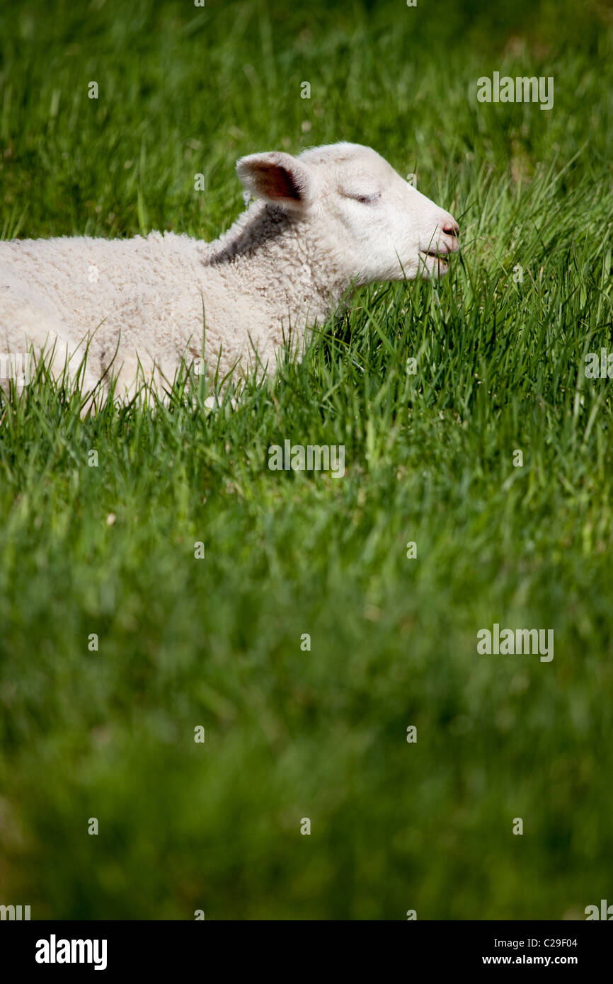 A happy smiling lamb in a bed of green grass Stock Photo - Alamy