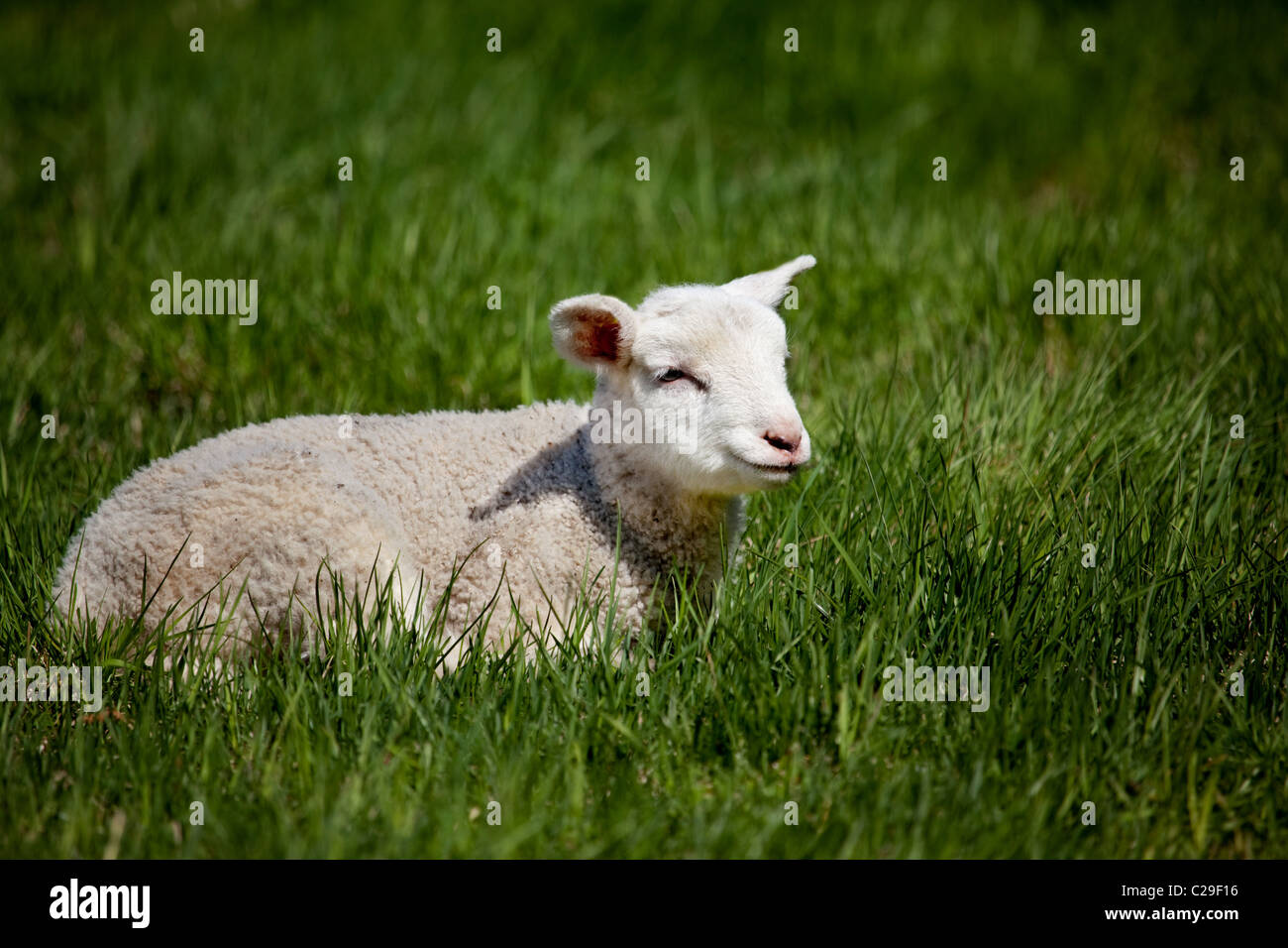A happy lamb laying in a pasture of grass Stock Photo - Alamy