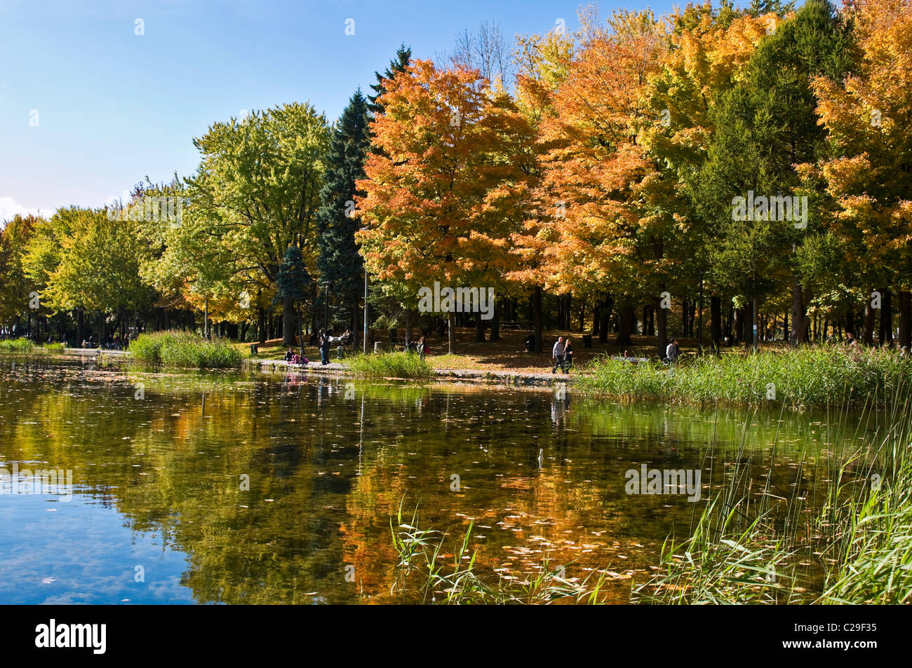 Autumn Mount Royal Park Montreal Canada Beaver lake Stock Photo - Alamy