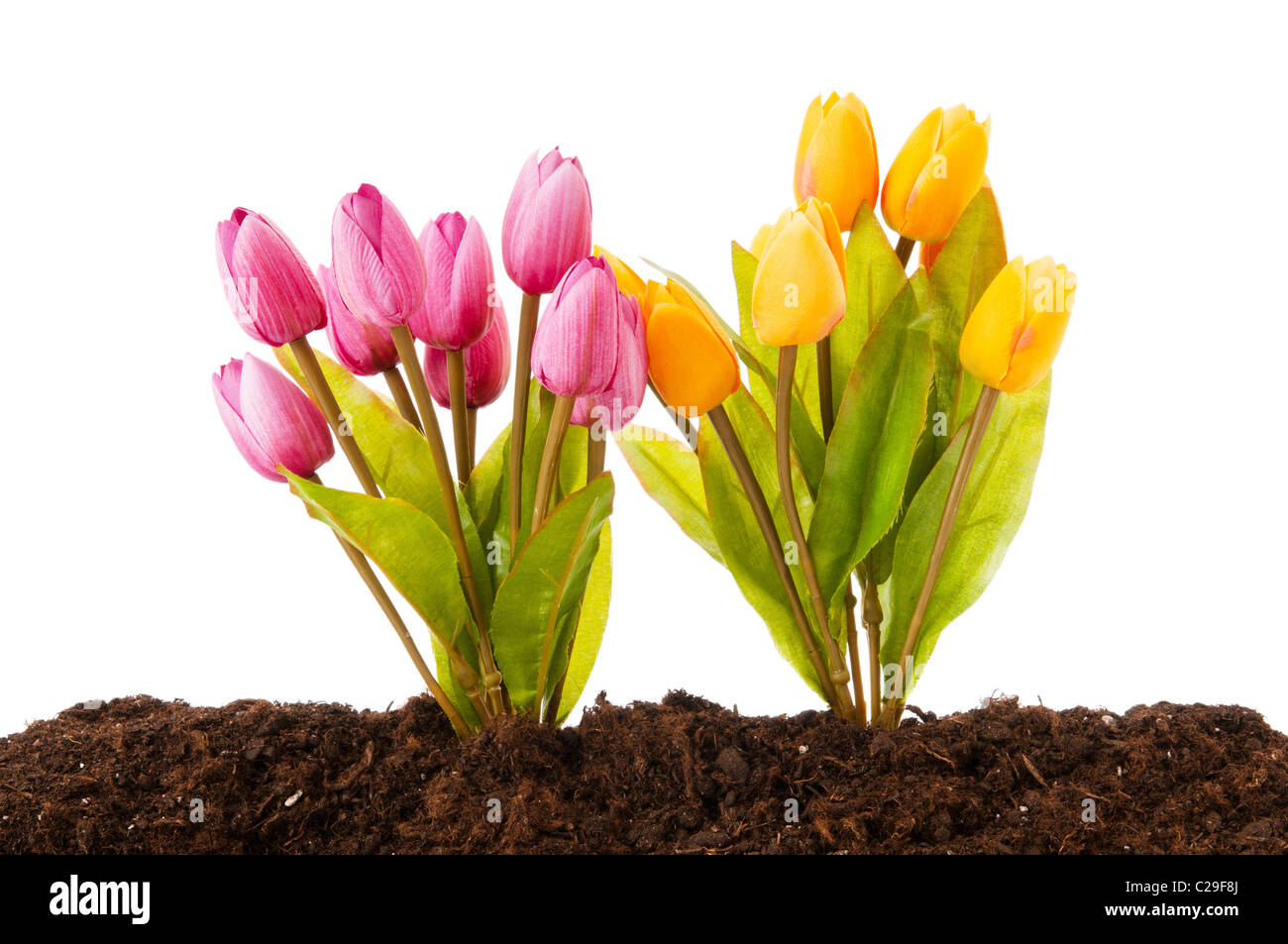 Colourful tulip flowers growing in the soil Stock Photo - Alamy
