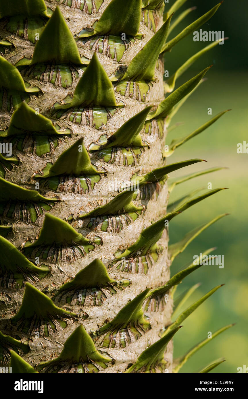 monkey puzzle tree trunk Stock Photo - Alamy