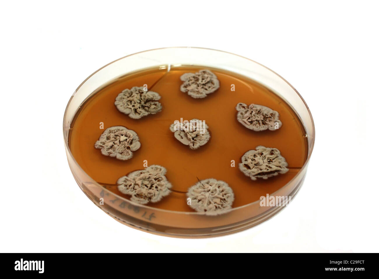 microbiological plate with fungi culture isolated on white background ...
