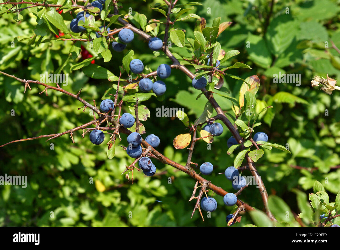 Blackthorn (Prunus spinosa) - fruit, sloes Stock Photo - Alamy