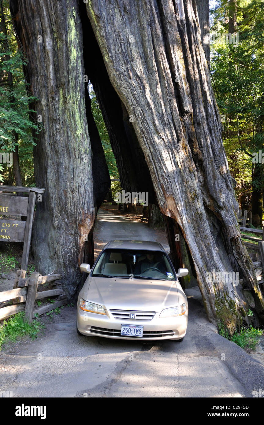 Redwoods National Park, California, USA - Drive Thru Tree Stock Photo ...