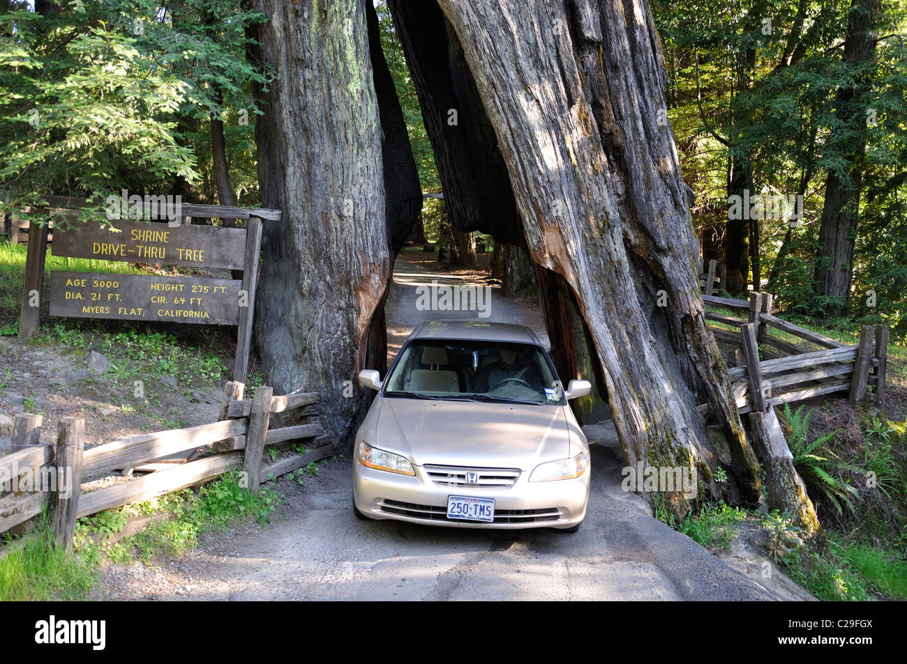 Drive thru sequoia hi-res stock photography and images - Alamy