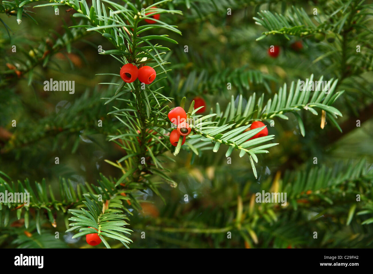Yew (Taxus baccata) - berries Stock Photo - Alamy
