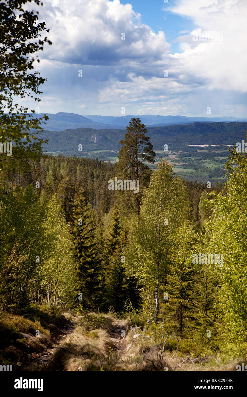 A forest mountain landscape looking over the horizon Stock Photo - Alamy