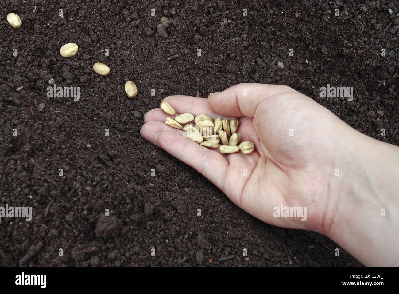 Planting vegetable seeds in soil Stock Photo - Alamy