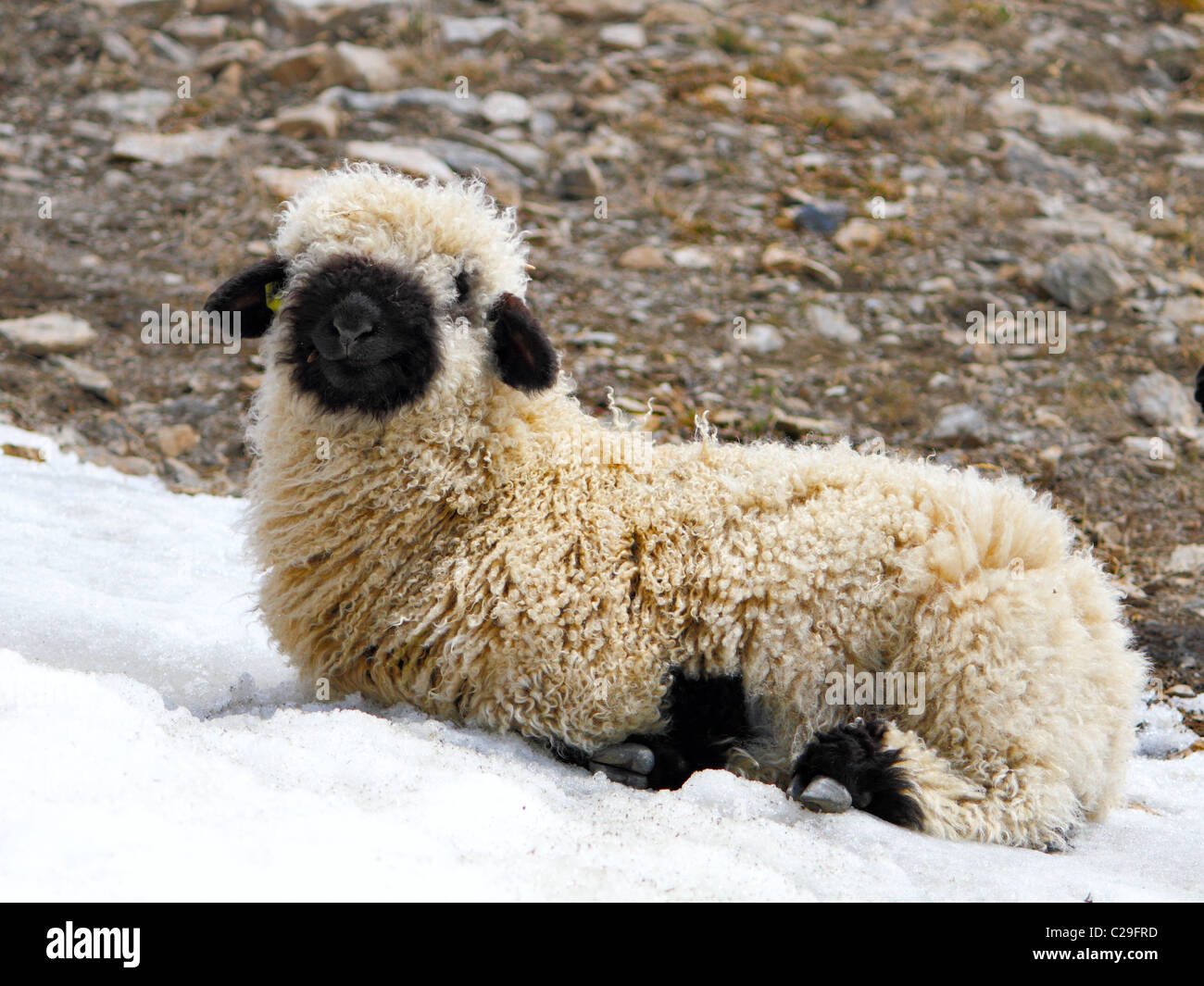 Blacknose sheep hi-res stock photography and images - Alamy