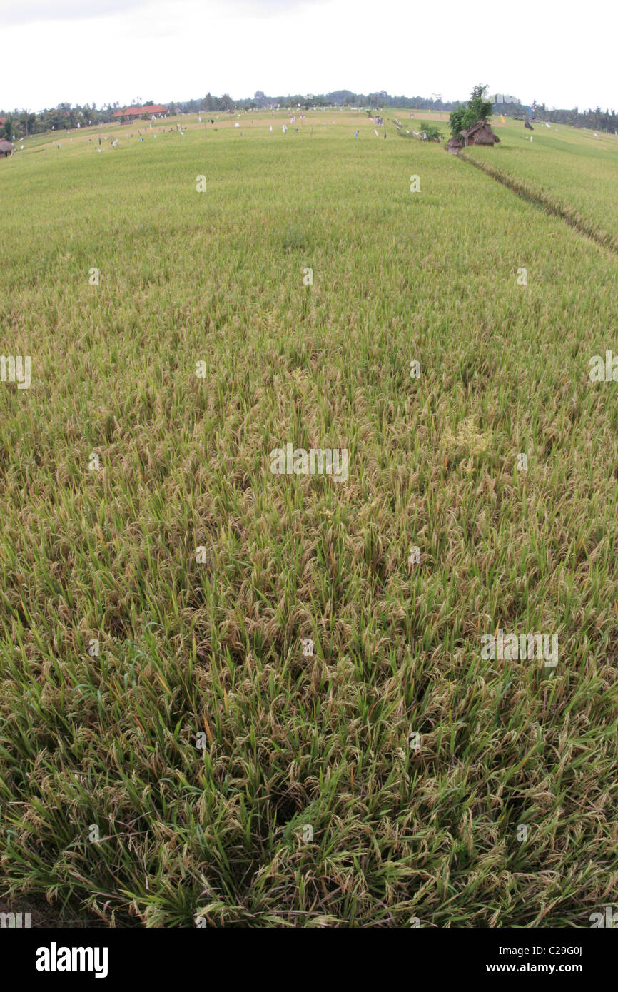 Rice patty field in Ubud, Bali Stock Photo - Alamy
