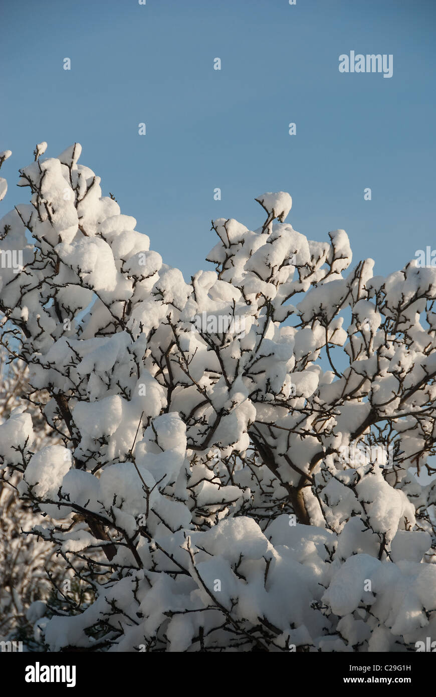 Snow covered tree Stock Photo - Alamy