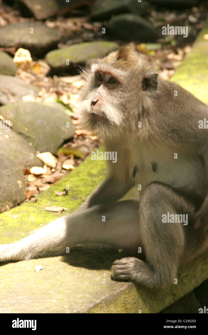 Long tailed Macaque monkey Stock Photo - Alamy