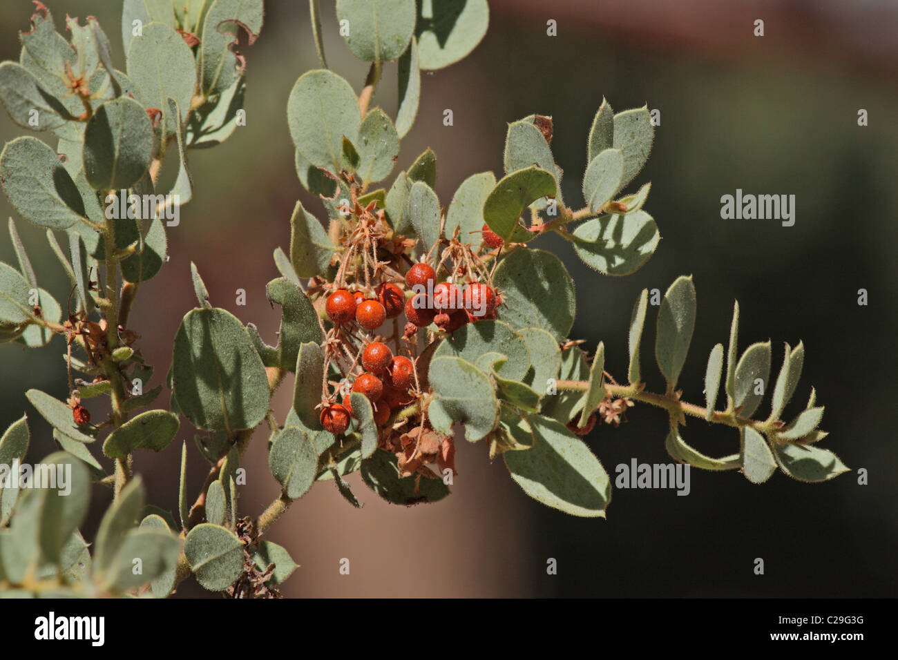 Manzanita Leaf
