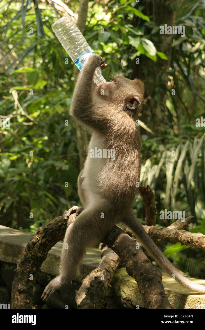 Monkey drinking water from bottle hi-res stock photography and images ...
