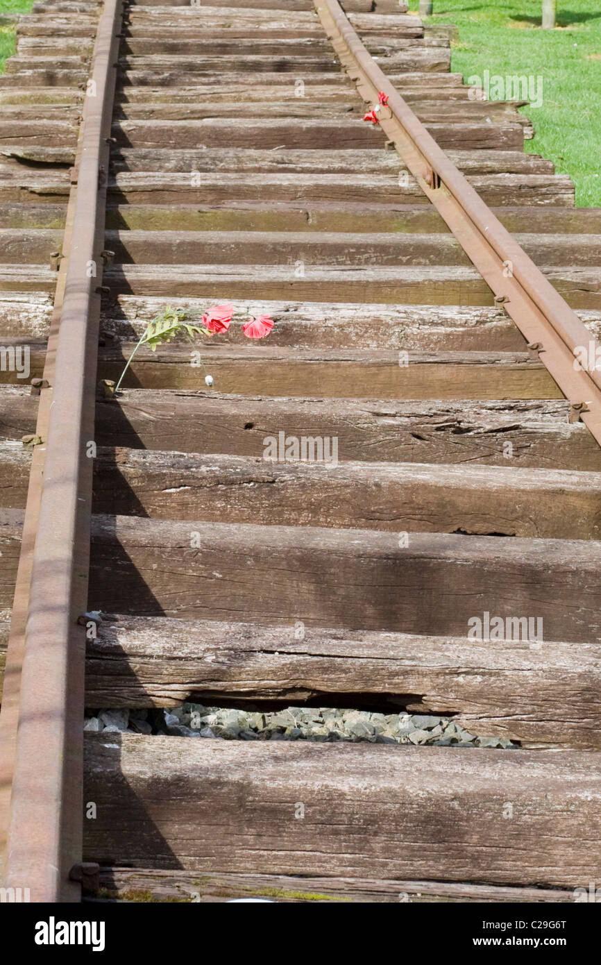 Old Wooden Railroad with remembrance poppies placed along the tracks ...