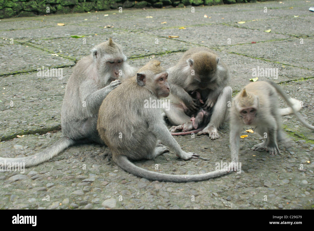 Family of Macaque monkeys Stock Photo - Alamy