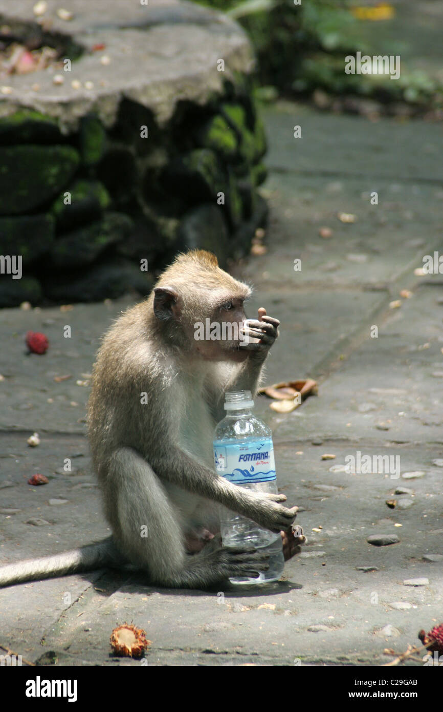 Smelling trouble hi-res stock photography and images - Alamy