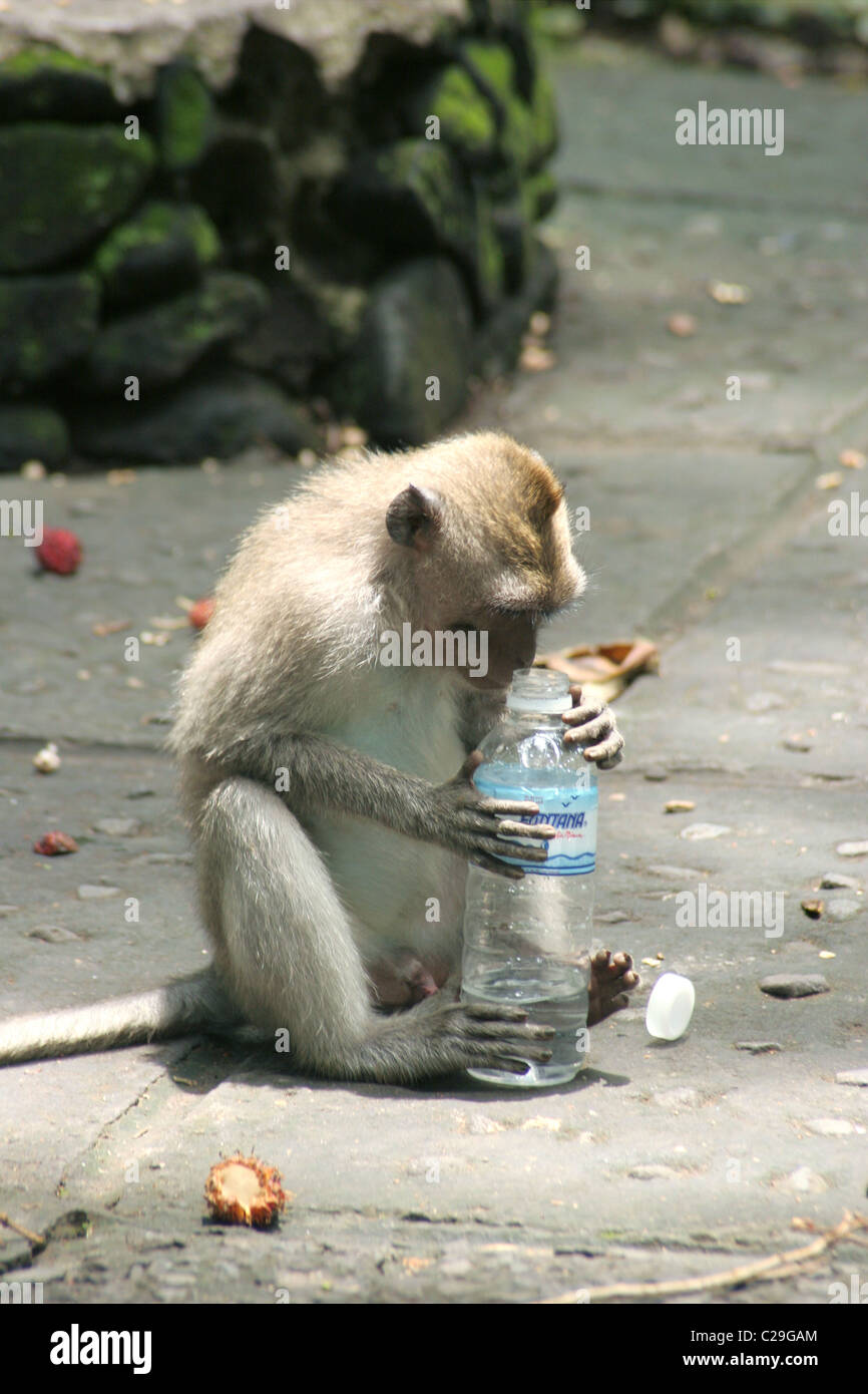 Macaque monkey looking inside a water bottle Stock Photo - Alamy