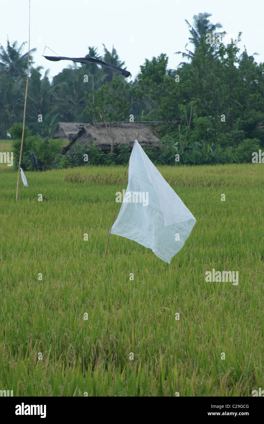 White flag in a rice field Stock Photo - Alamy
