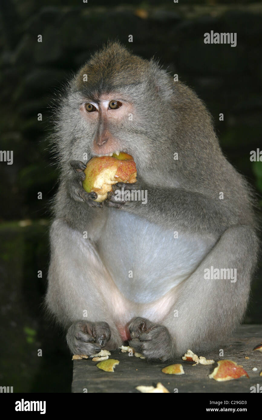 Content monkey hi-res stock photography and images - Alamy