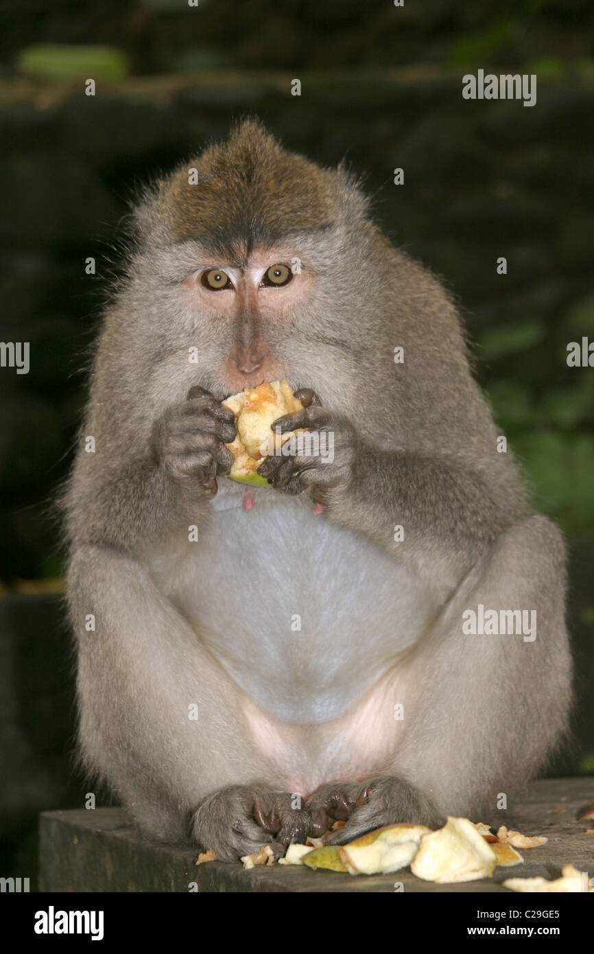 Macaque monkey eating fruit Stock Photo - Alamy