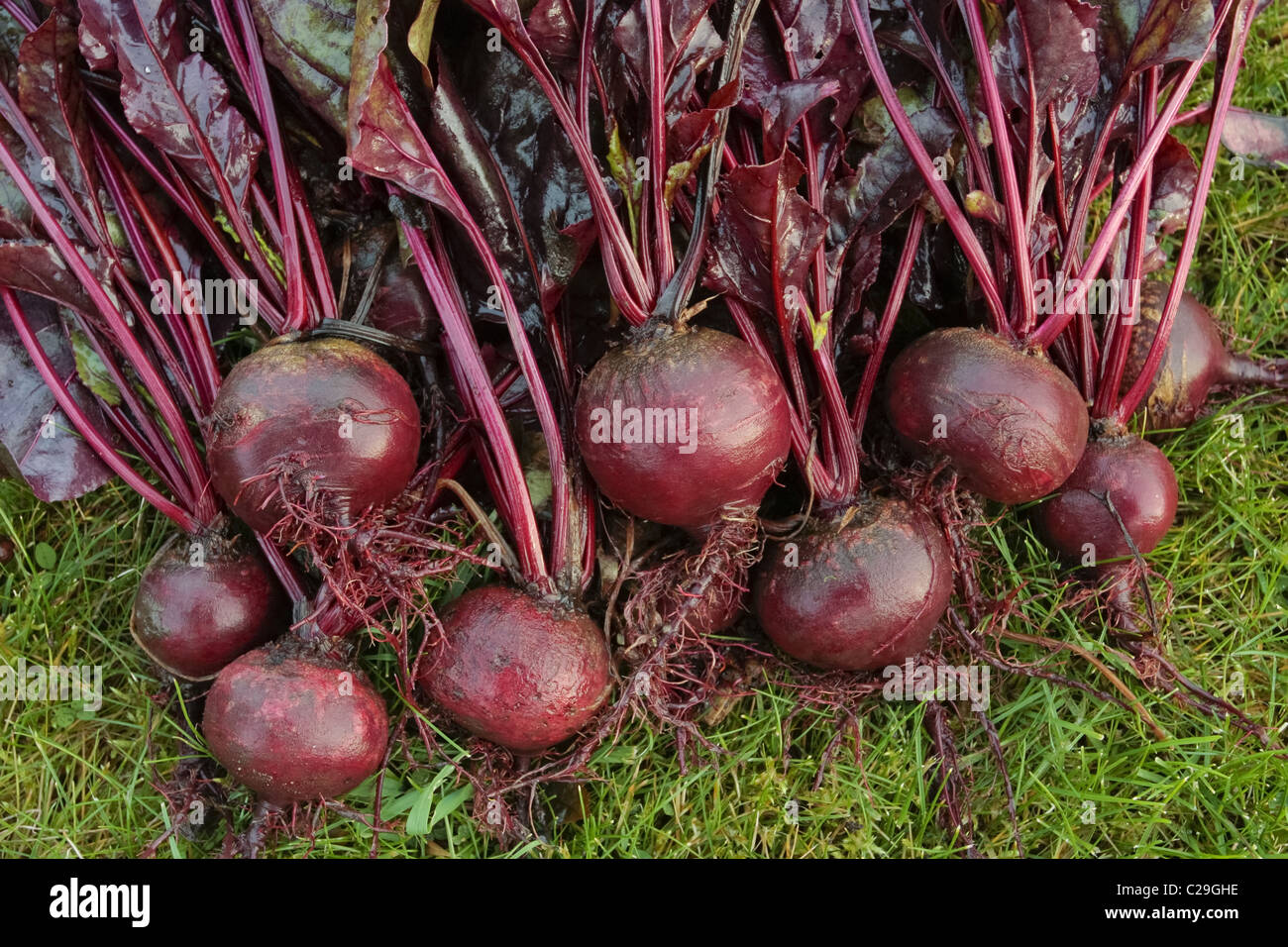 Freshly picked beetroot vegetables Stock Photo - Alamy