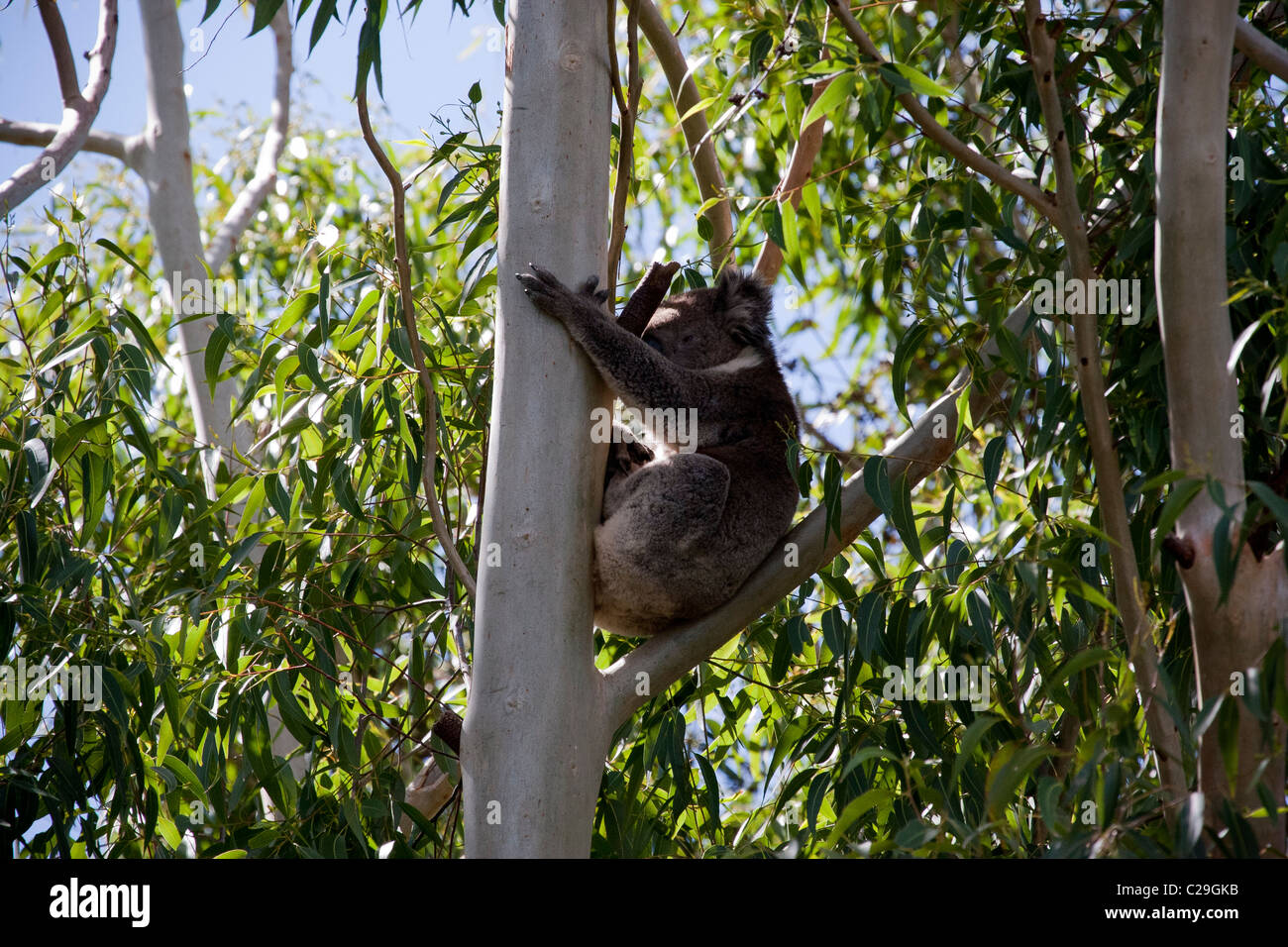 Koala in the Adelaide Hills, South Australia, Australia Stock Photo - Alamy