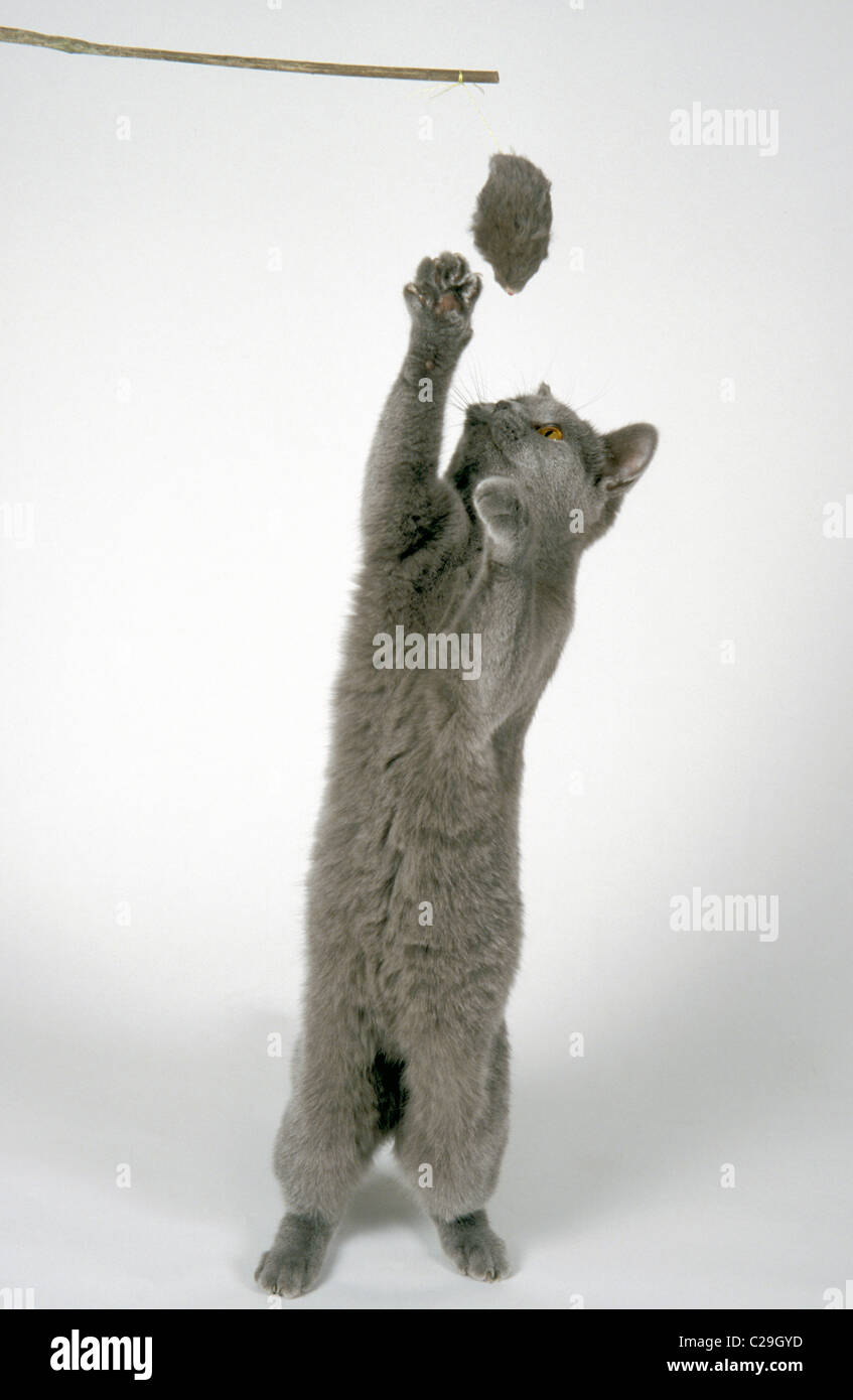 Cat jumping at toy hi-res stock photography and images - Alamy