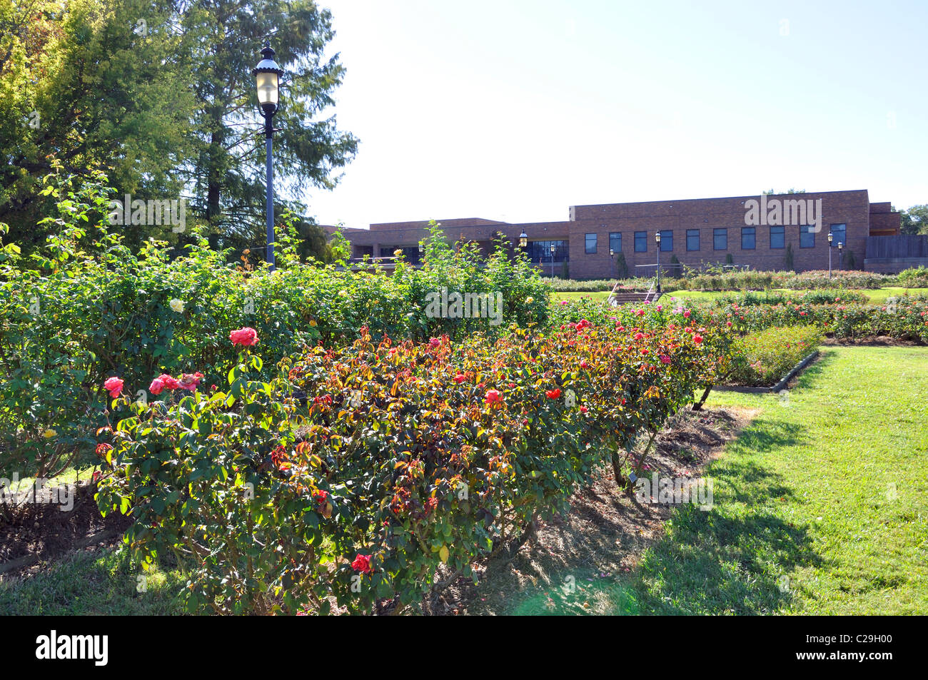 Rose Garden, Tyler, Texas - largest rose garden in the US Stock Photo ...