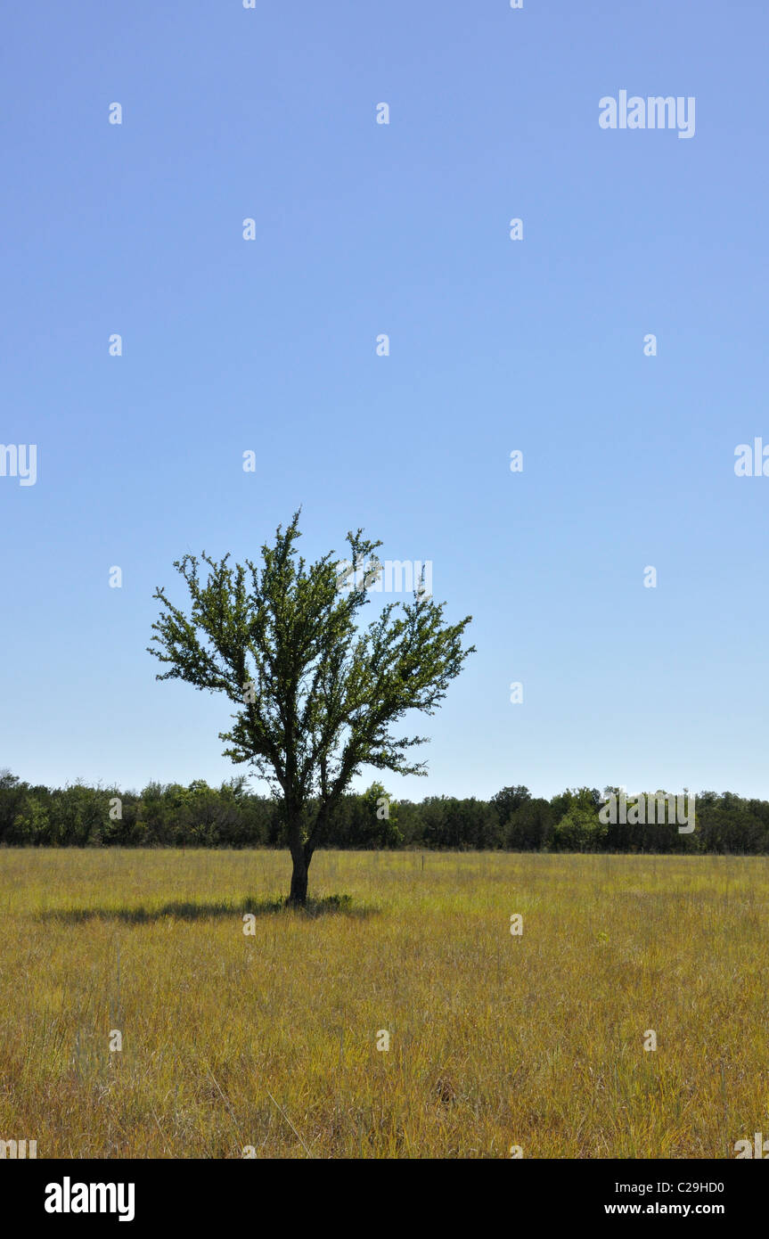 Texas high plains, USA Stock Photo - Alamy