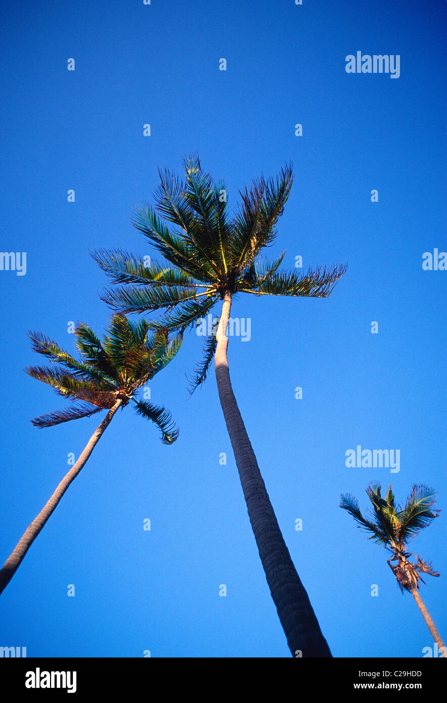 Palm tree sky blue beach hi-res stock photography and images - Alamy