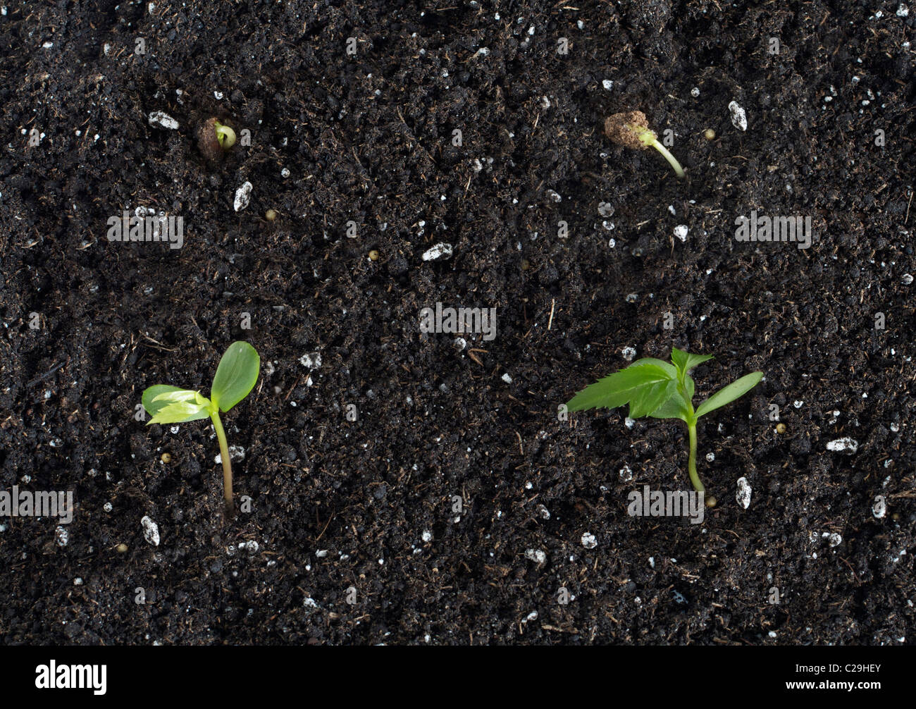 Plant growth stages plant development hi-res stock photography and ...