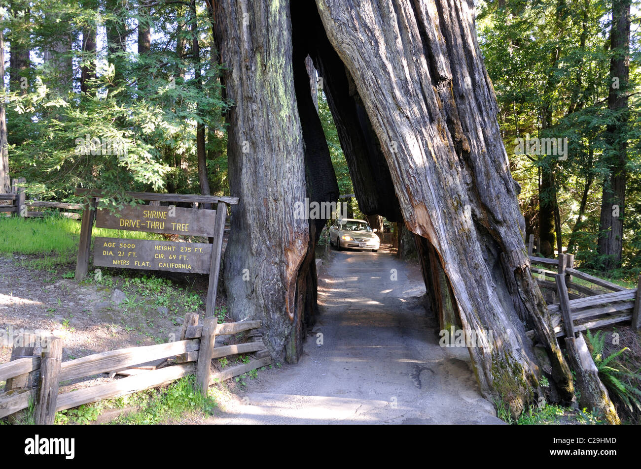 Drive thru tree hi-res stock photography and images - Alamy